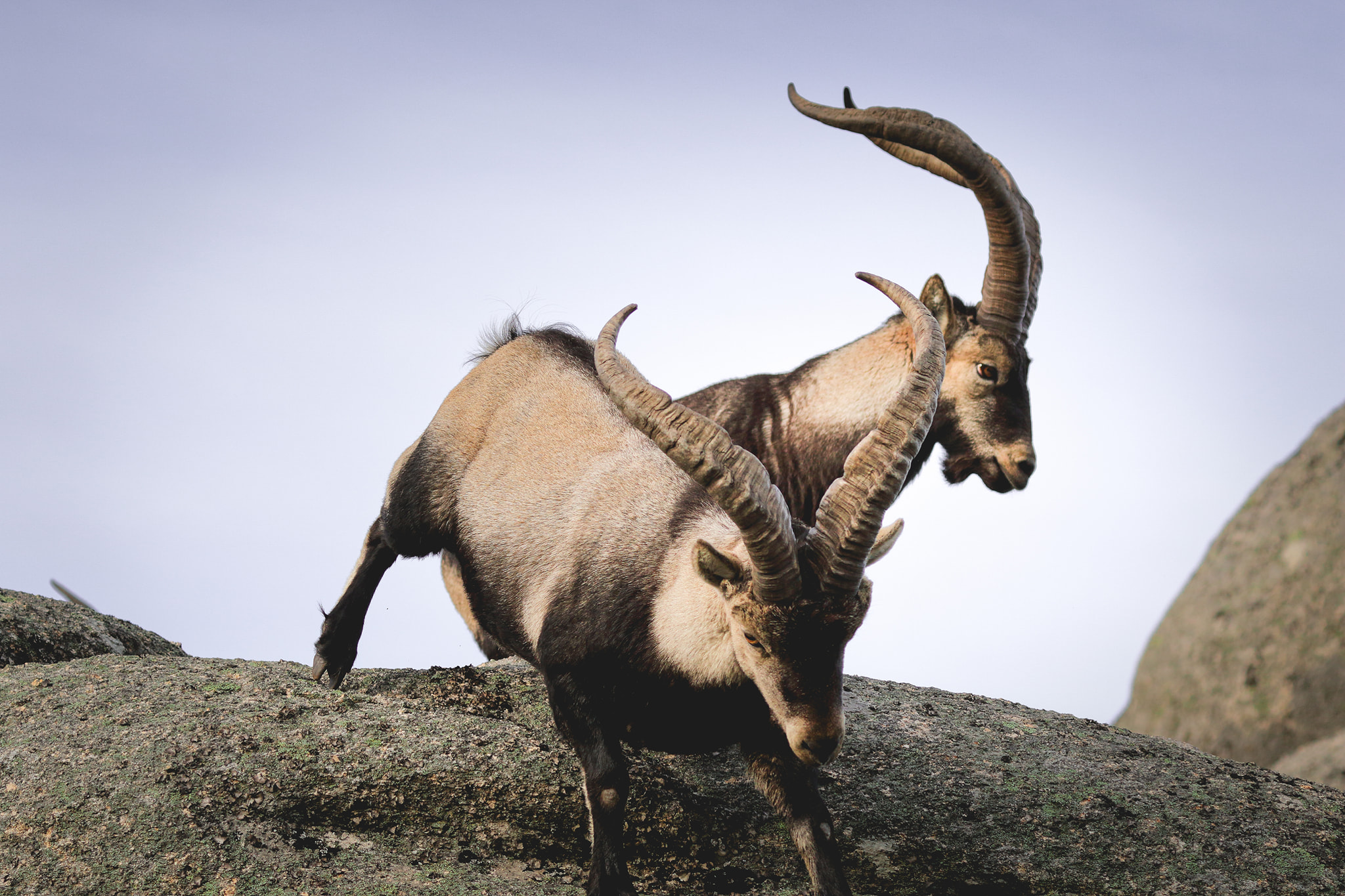 Cabra-Montês – Capra Pyrenaica – Grupo PNPGerês – PNP Gerês