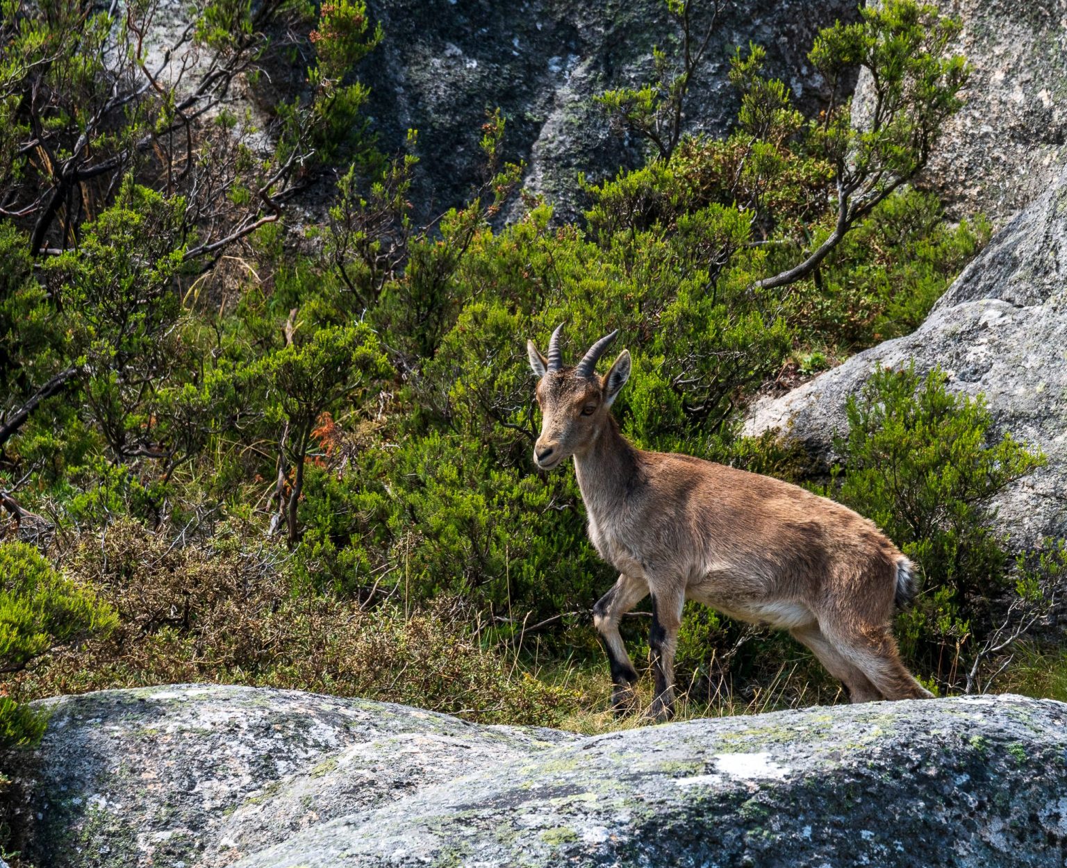 Cabra-Montês – Parque Nacional