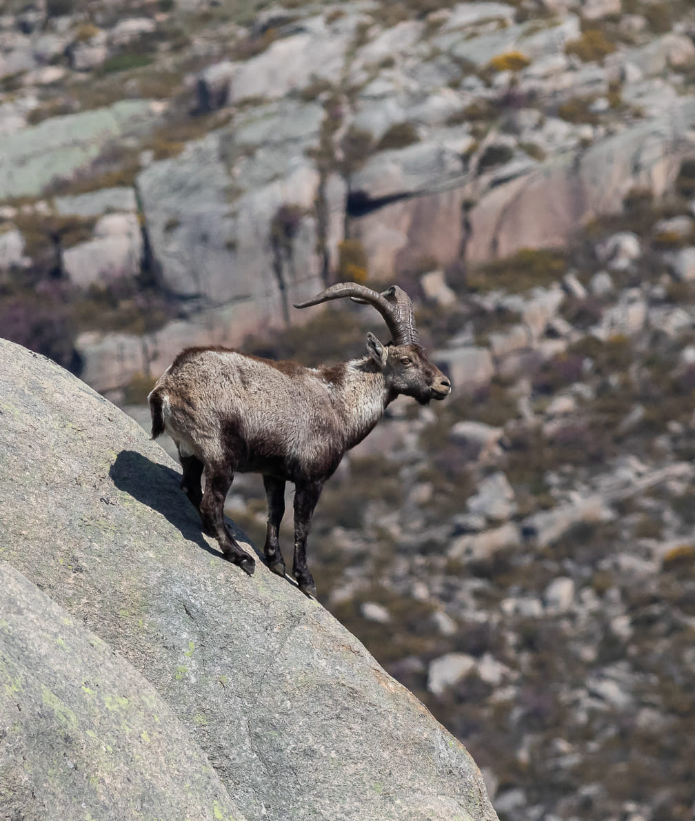 Mundo animal PNPGerês – Cabra-Montês – Capra Pyrenaica – PNP Gerês