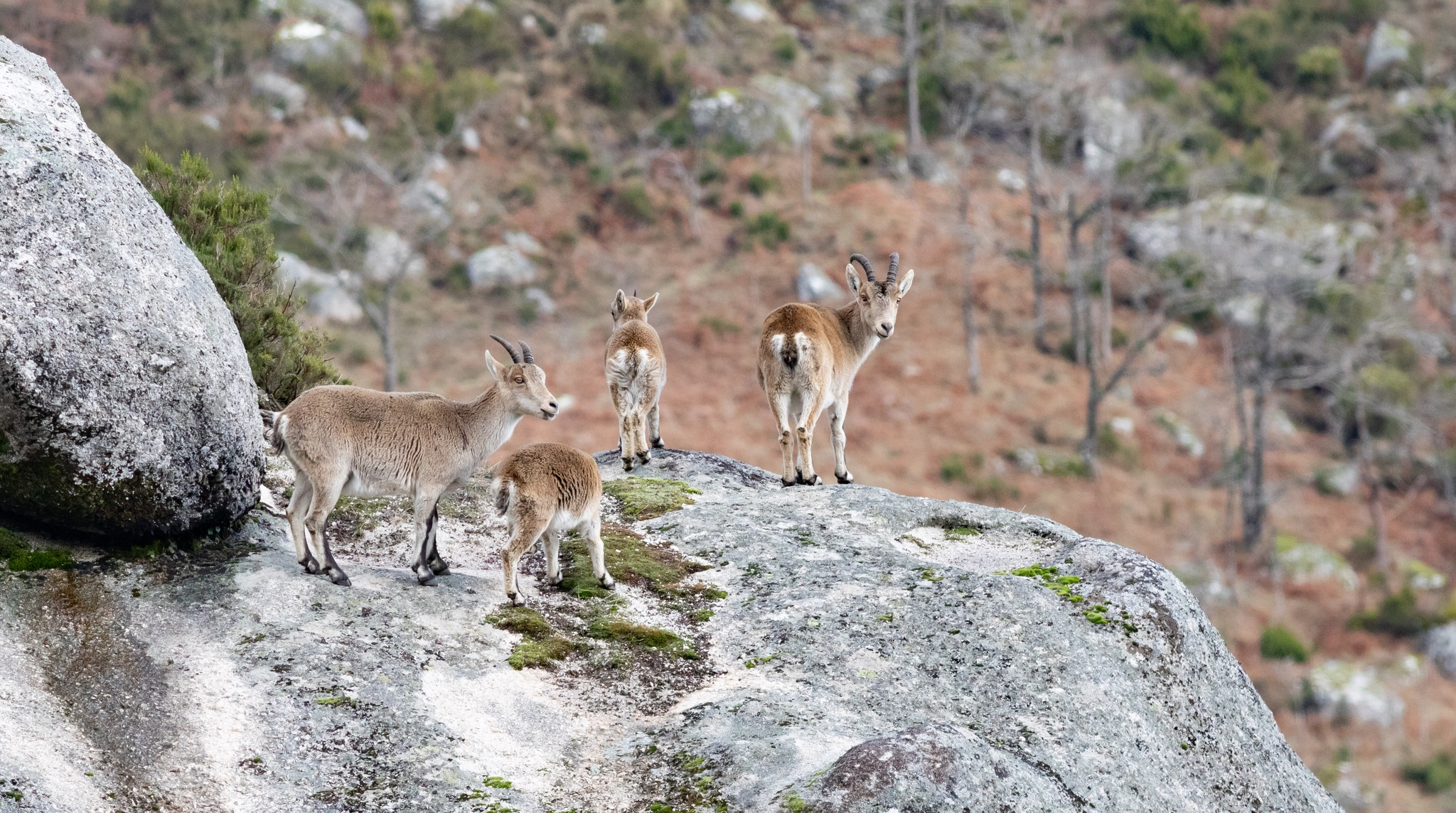 Mundo animal PNPGerês – Cabra-Montês – Capra Pyrenaica – PNP Gerês