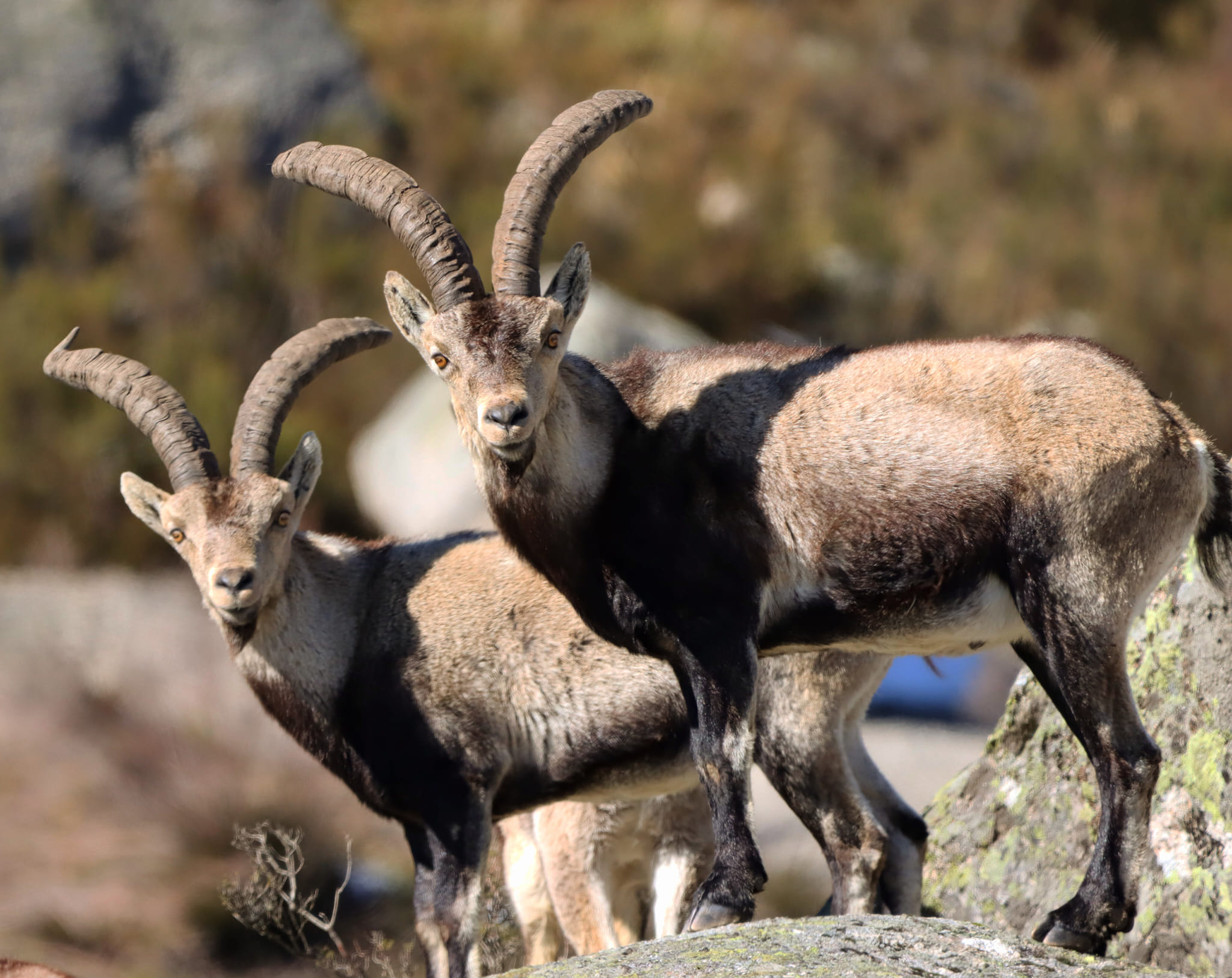 Grupo PNPGerês – Cabras Montesas – PNP Gerês
